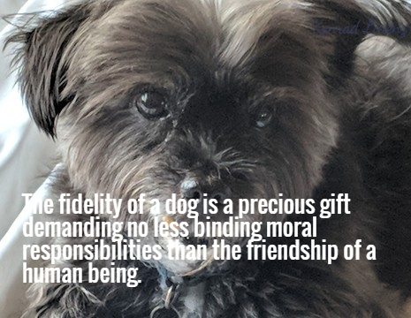 Konrad Lorenz picture quote: The fidelity of a dog is a precious gift ...