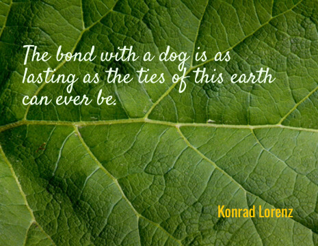 Konrad Lorenz picture quote: The bond with a dog is as lasting as the...