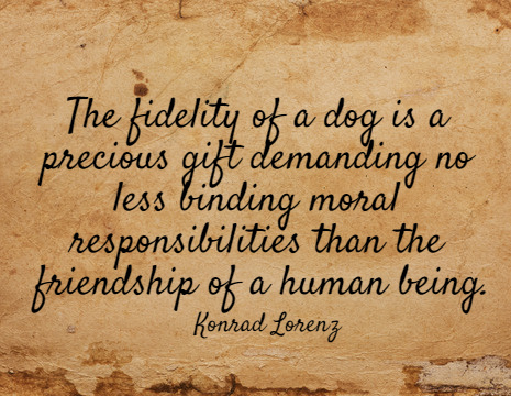 Konrad Lorenz picture quote: The fidelity of a dog is a precious gift ...
